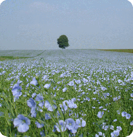 Vanhersecke Frères - Le Lin
